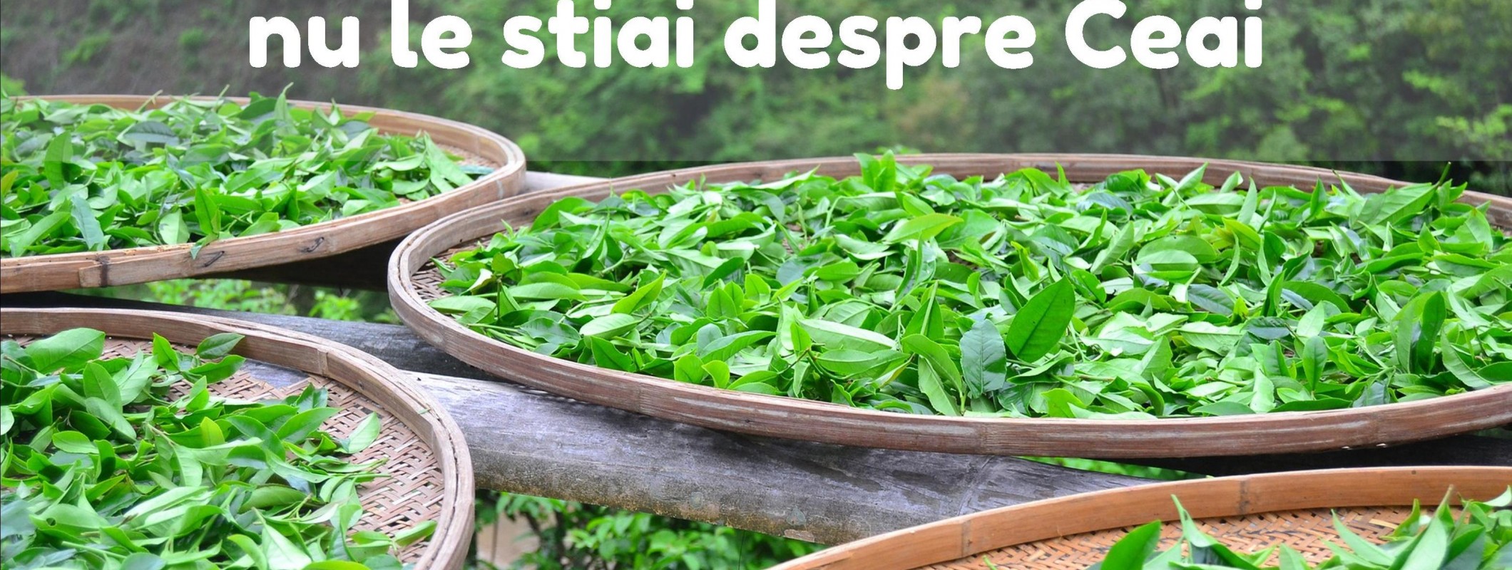 15 Lucruri Interesante despre Ceai si Planta de Ceai